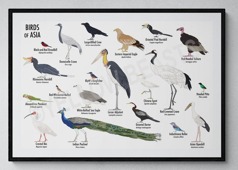 Birds of Asia Poster - Etsy