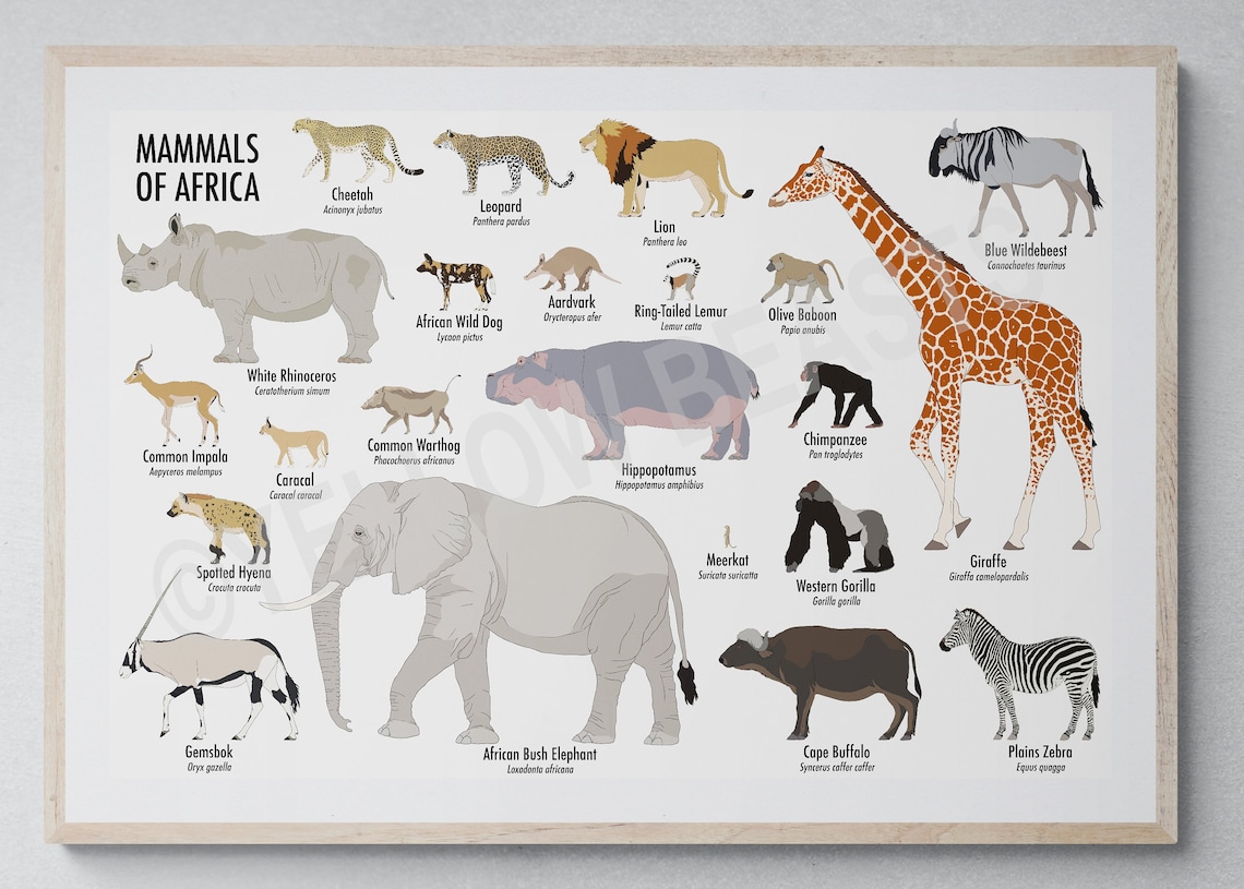 Mammals of Africa Poster - Etsy