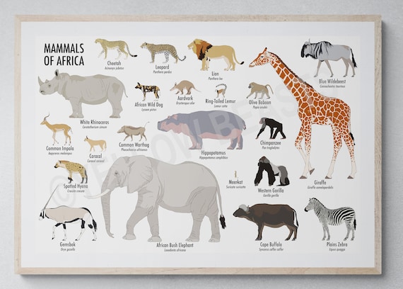 African Mammals