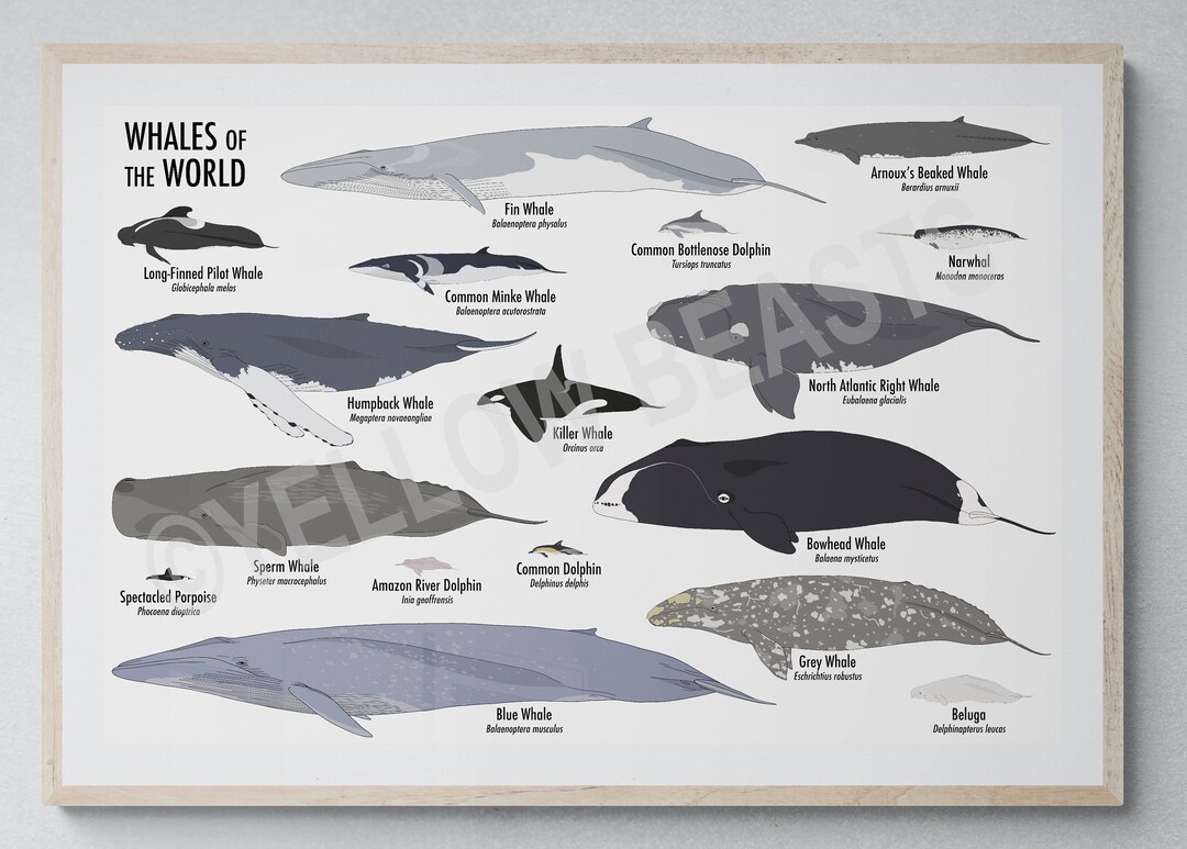Whales of the World Poster - Etsy