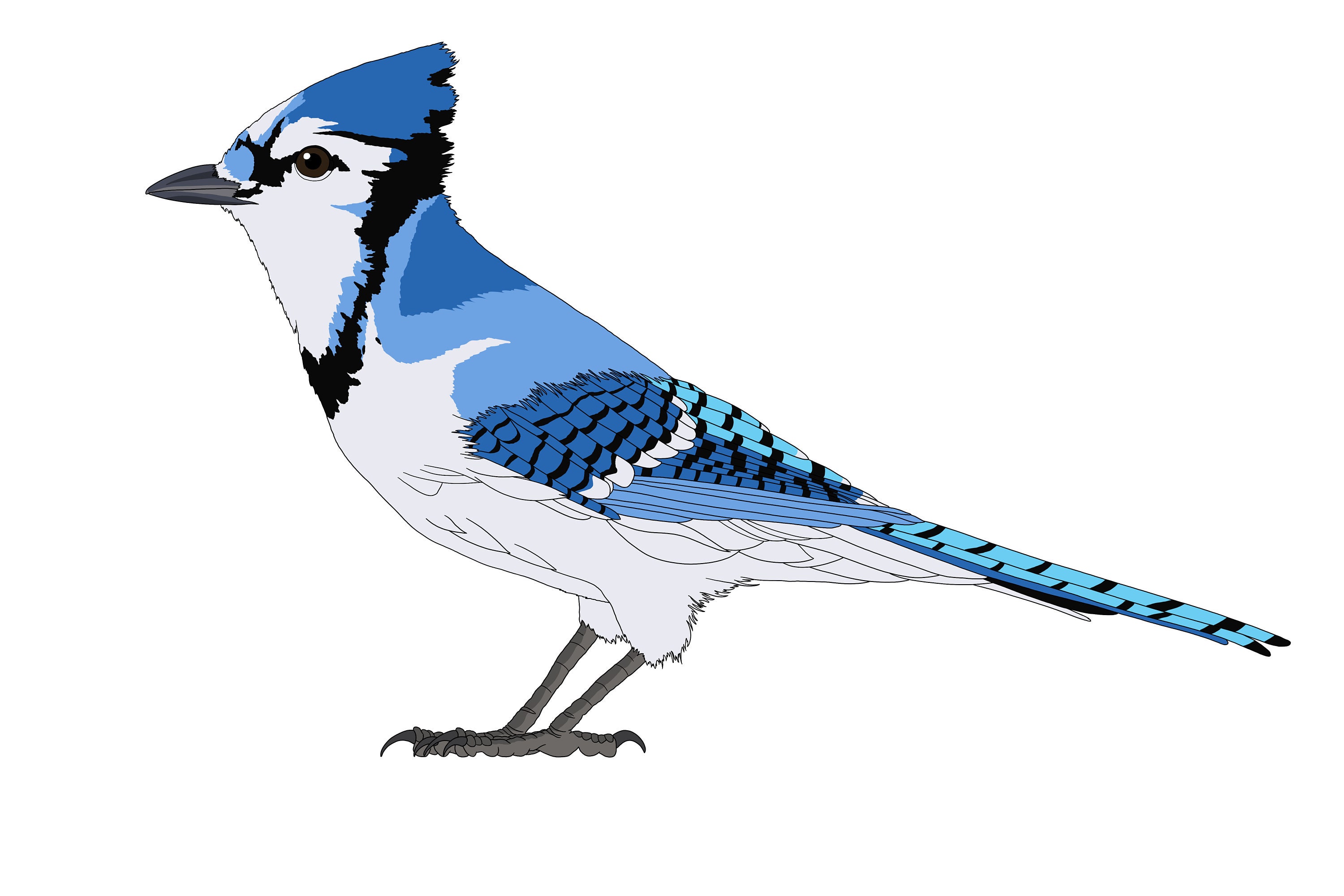 Birds of North America Poster - Etsy