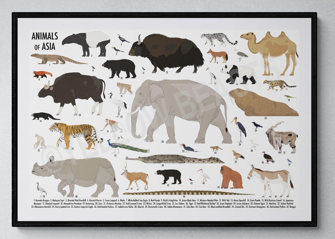 Animals of Asia Poster - Etsy