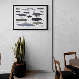 Whales of the World Poster - Etsy