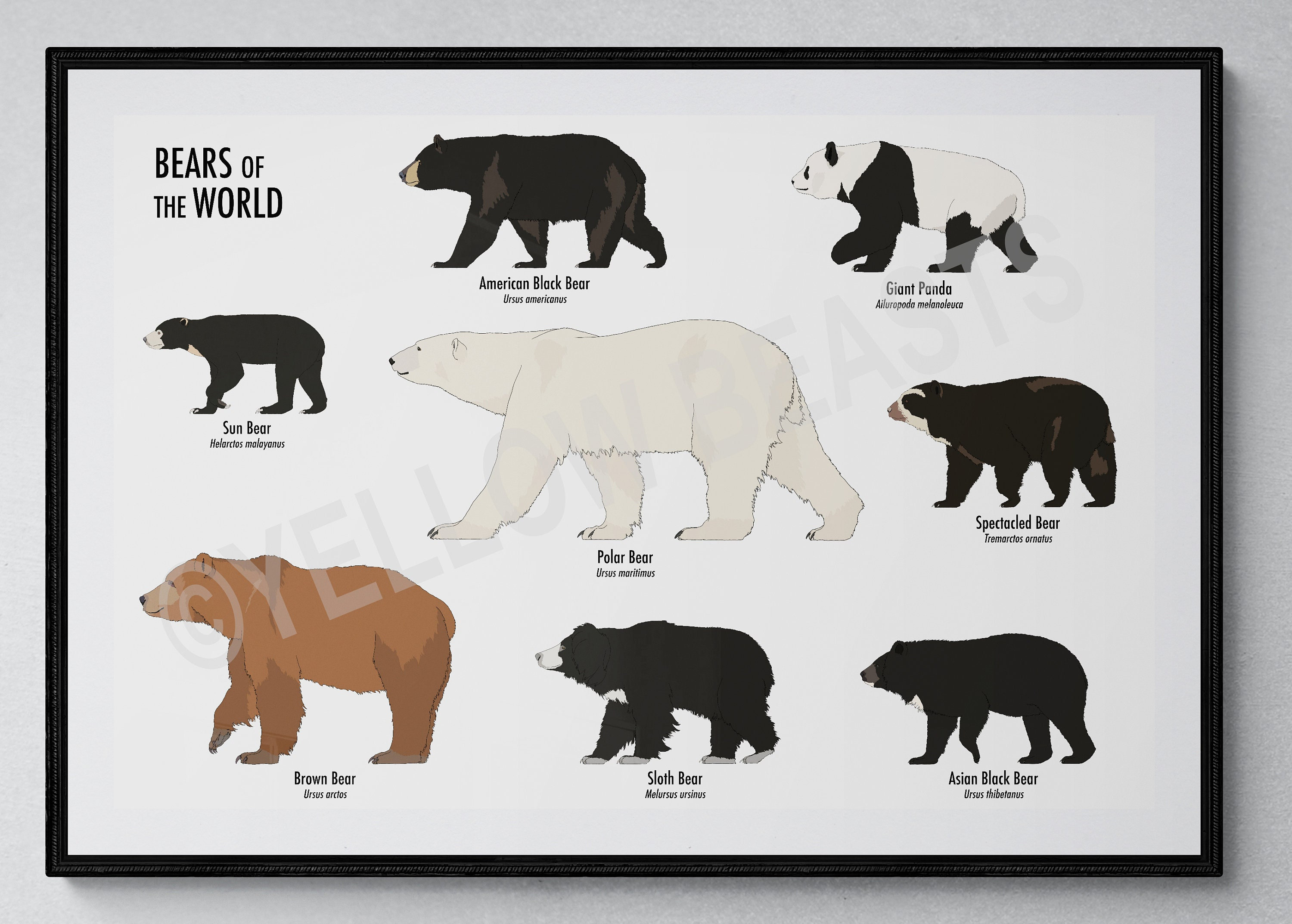 Bears of the World Poster - Etsy