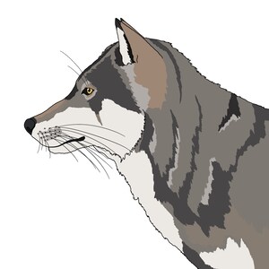 North American Mammals Poster: Educational Animal Art Print - Etsy