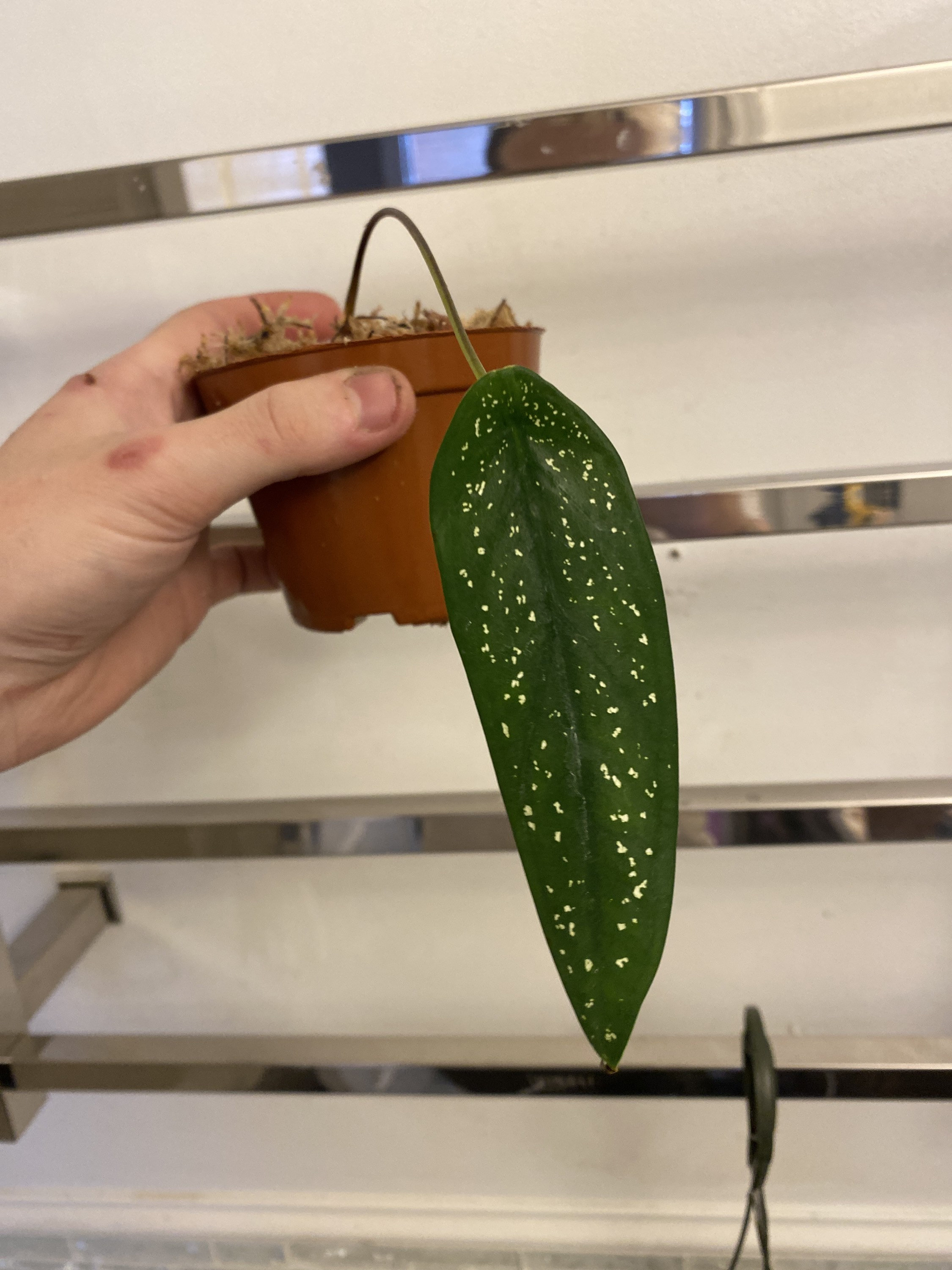 Super Rare Caladium Palaciosii caladium Palacio Anum | Etsy