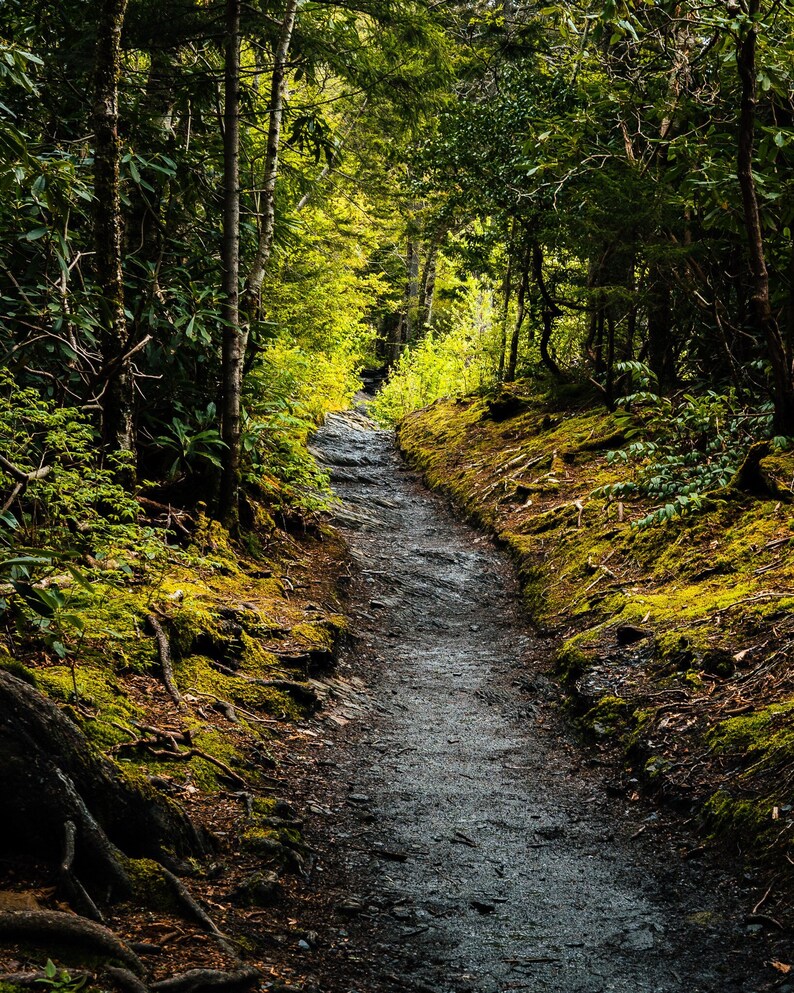 Jungle Photography Wall Art, Jungle Photo Art, Nature Path Art, Forest ...