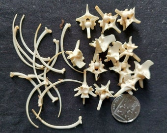 Fake Bones | Etsy UK