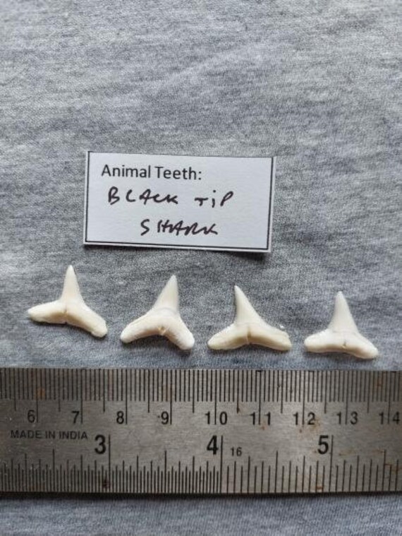Black Tip Shark Teeth