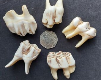 Wolf Tooth Molar Necklace - Etsy