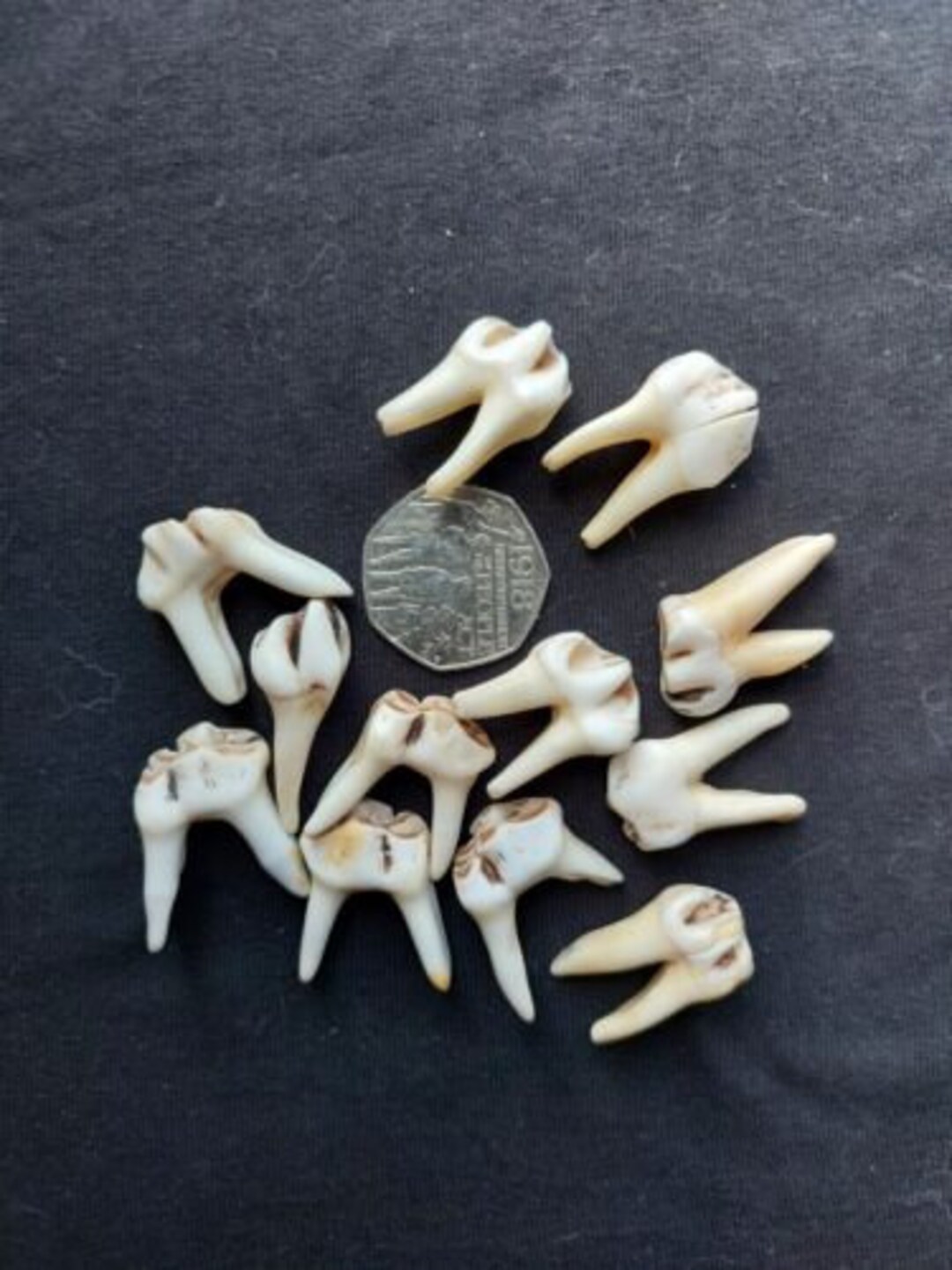 Real Genuine Moose Molar Teeth - Etsy