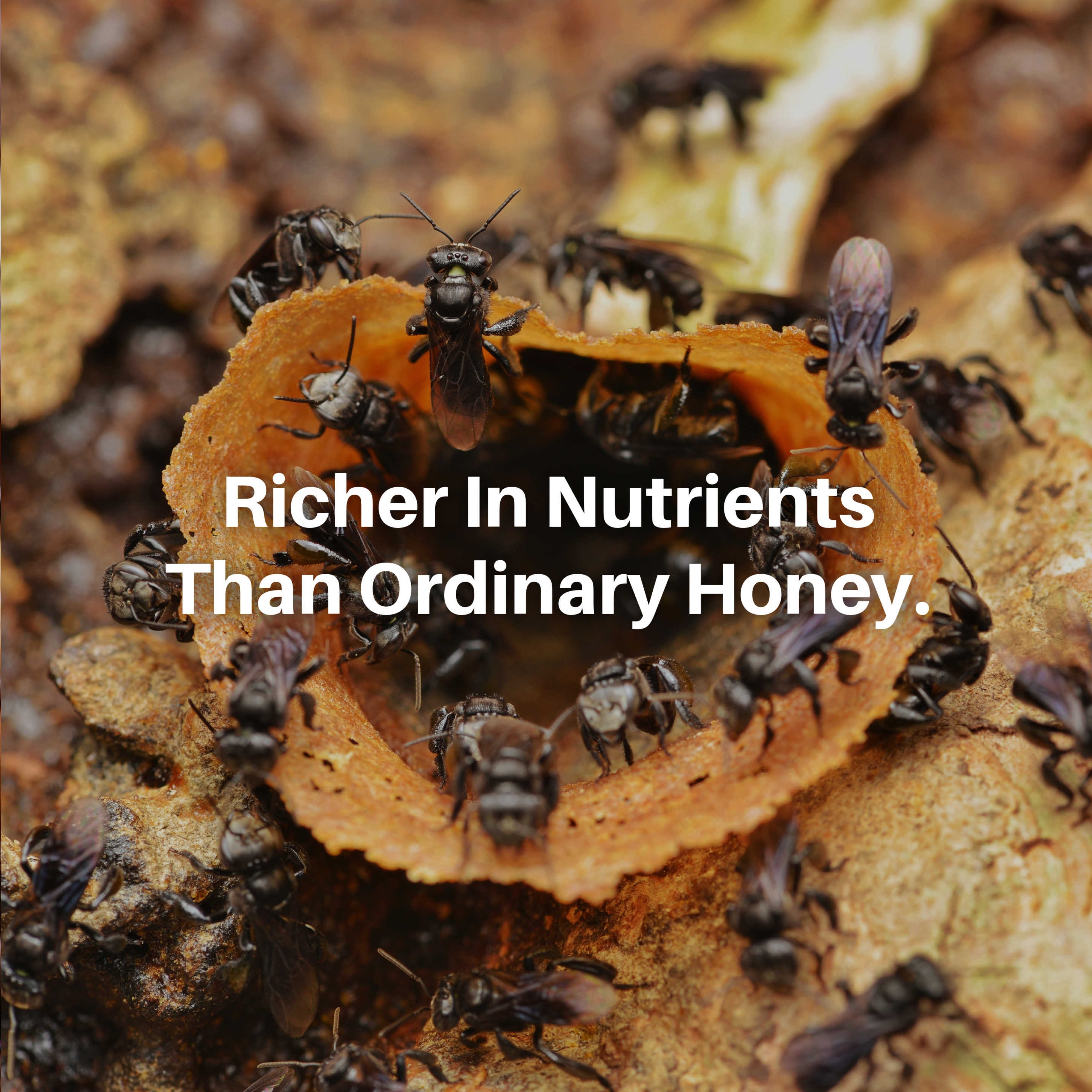 Honeyplusco | 100% Natural Melipona Honey - Made by Stingless Bees - Etsy