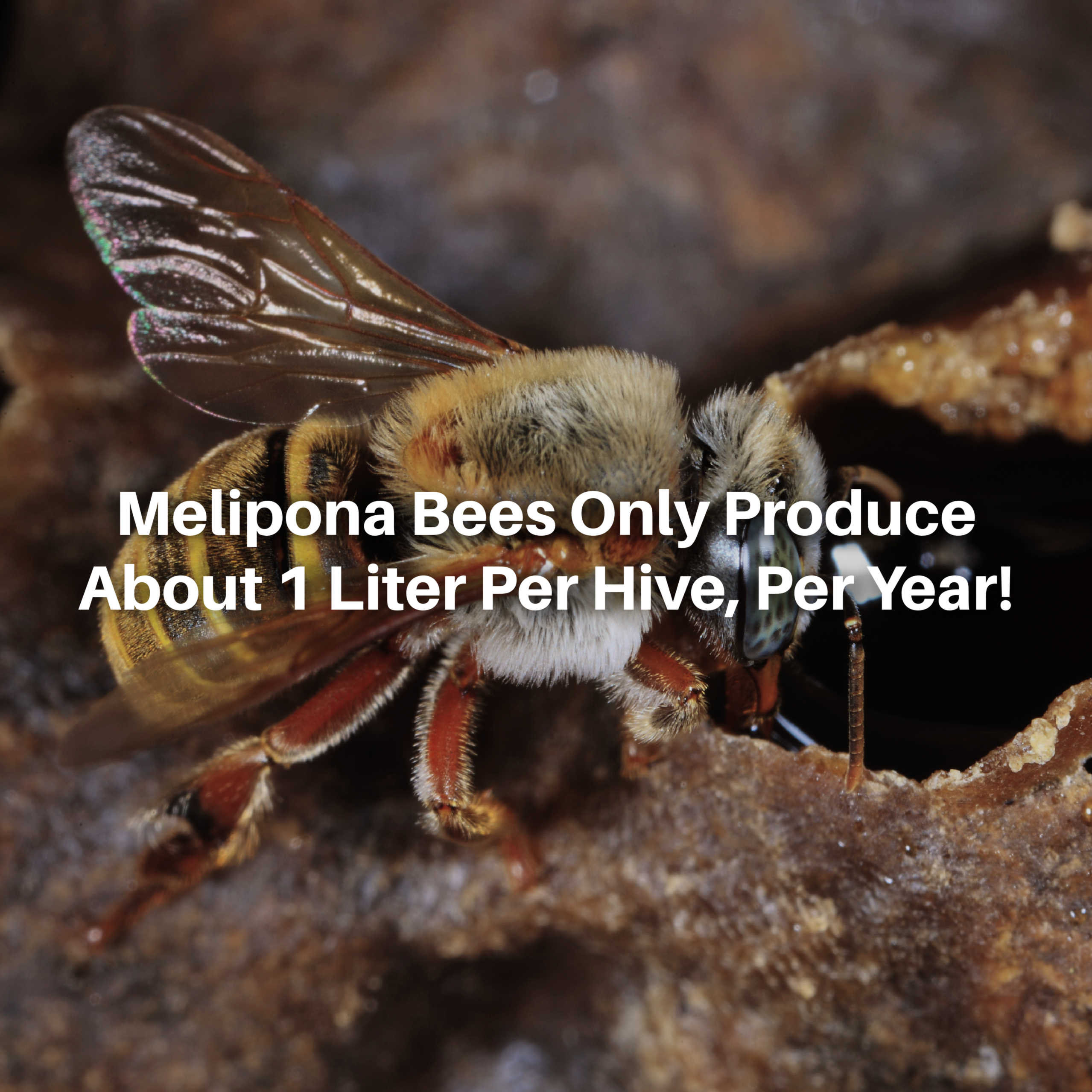 Honeyplusco | 100% Natural Melipona Honey - Made by Stingless Bees - Etsy
