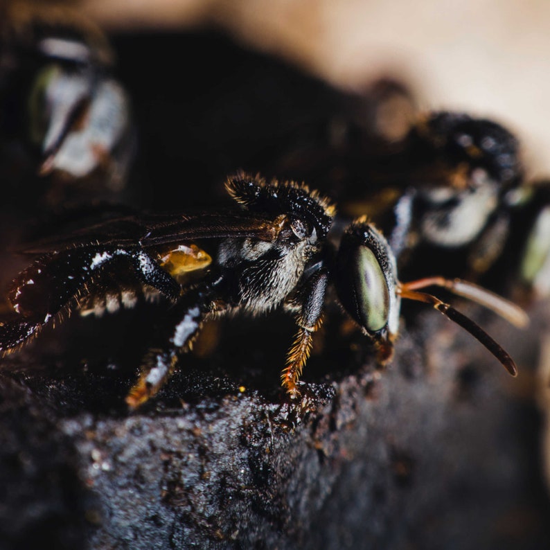 Honeyplusco | 100% Natural Melipona Honey - Made by Stingless Bees - Etsy