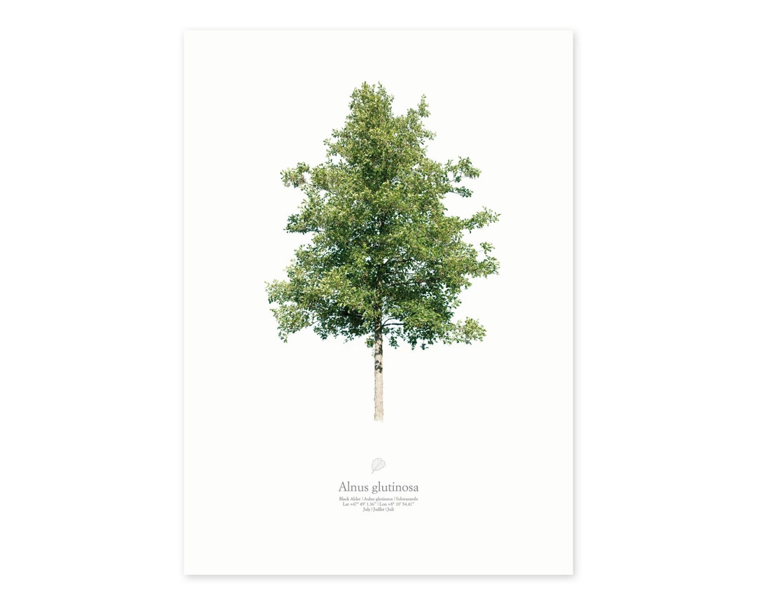 Alder - Cropped Tree Photo as Art Print or Poster - Etsy
