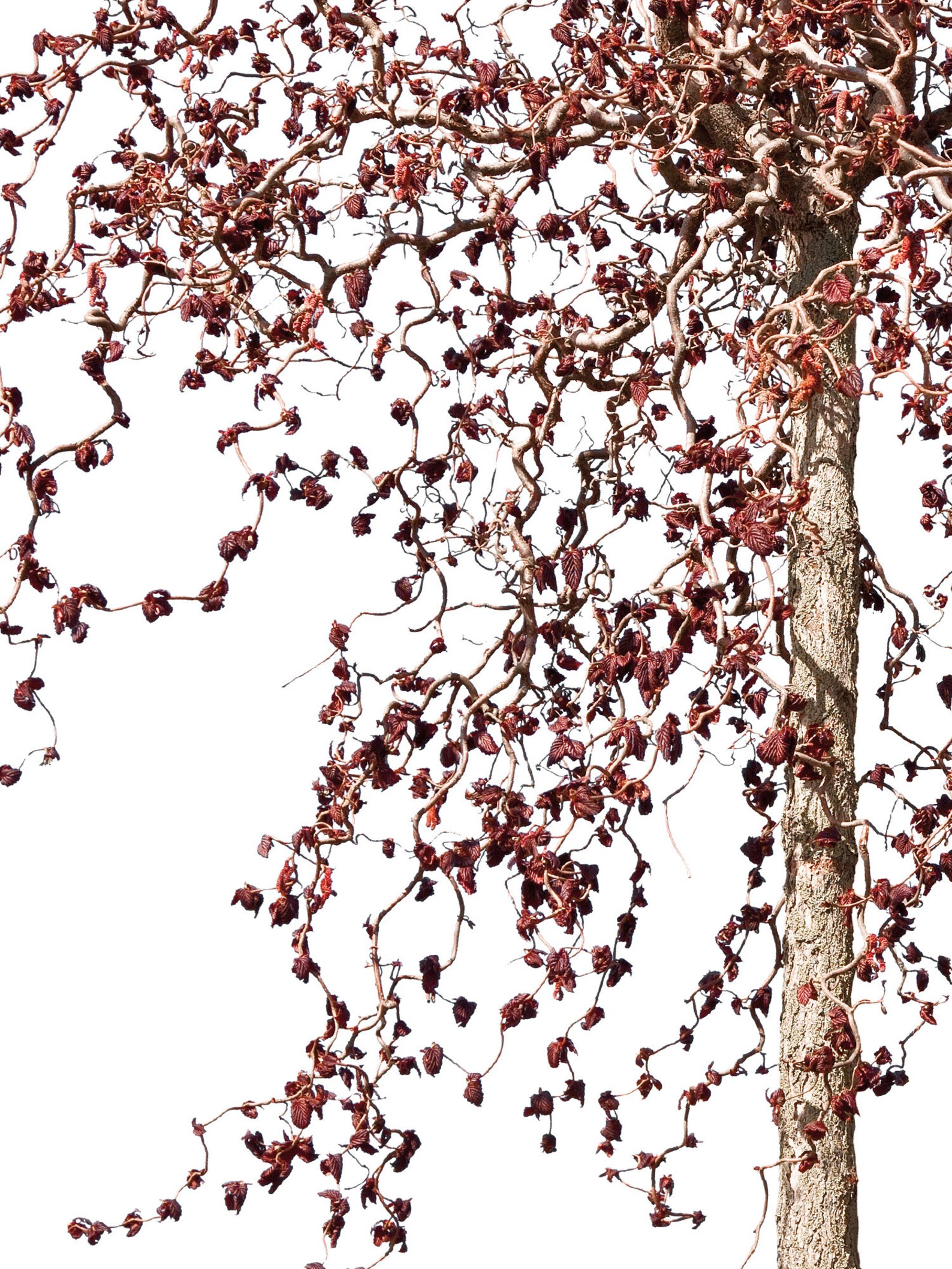 Corkscrew Hazel - Tree, Picture, Photography, Photo as Art Print or ...