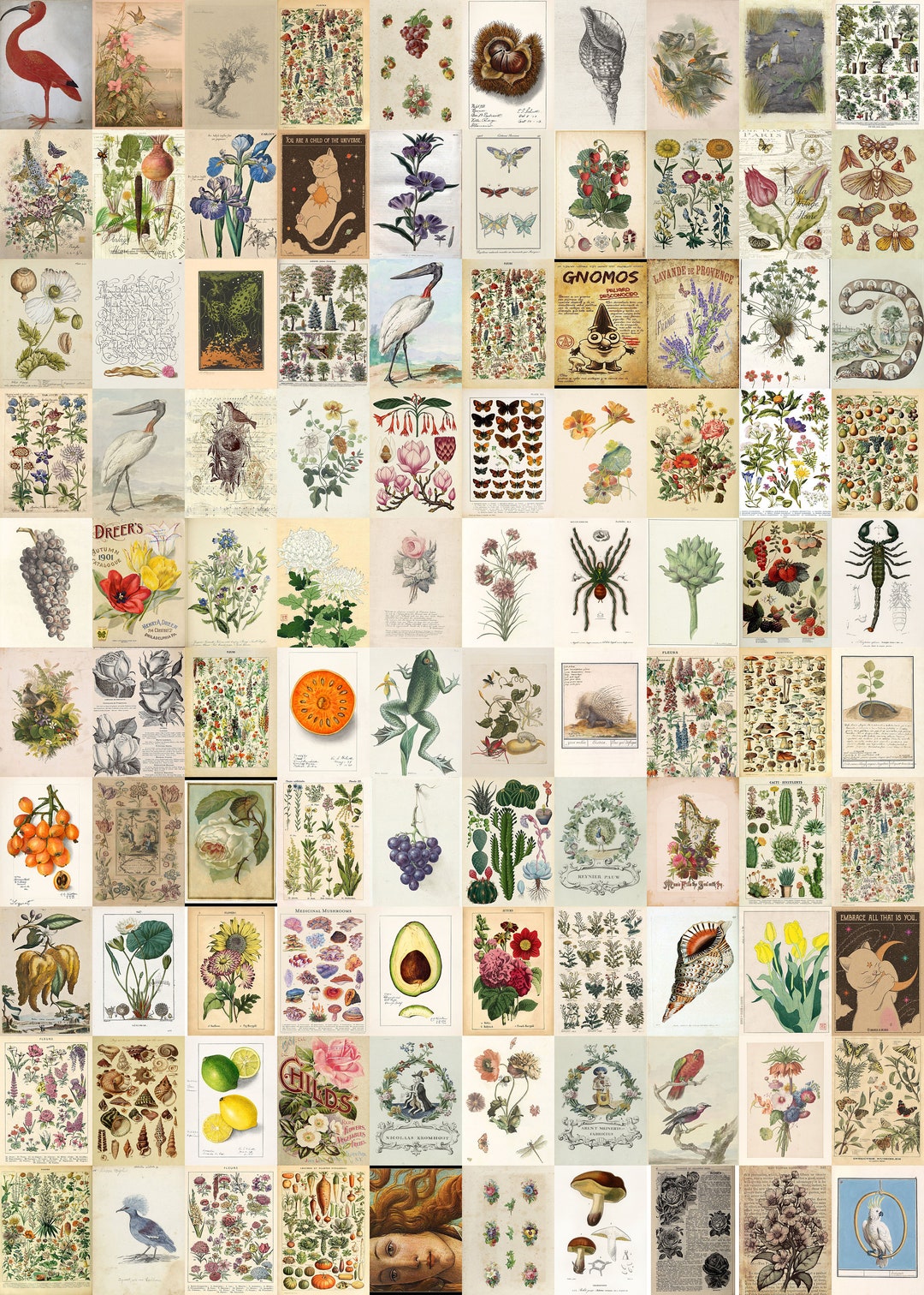 Botanical Vintage Illustrations, 265 Beautiful Flower Wall Art, Retro ...