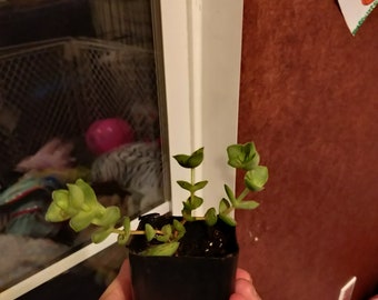 String of Buttons - Etsy