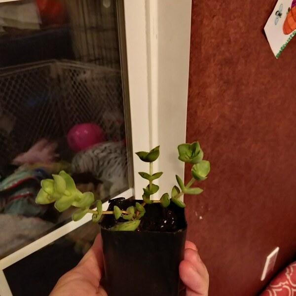 String of Buttons - Etsy