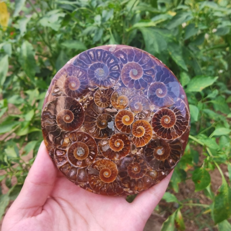 Opal Fossil - Etsy