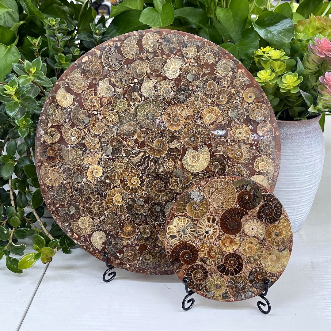 Natural Rare Ammonite Fossil Conch Disc,fossil Specimen,mineral ...