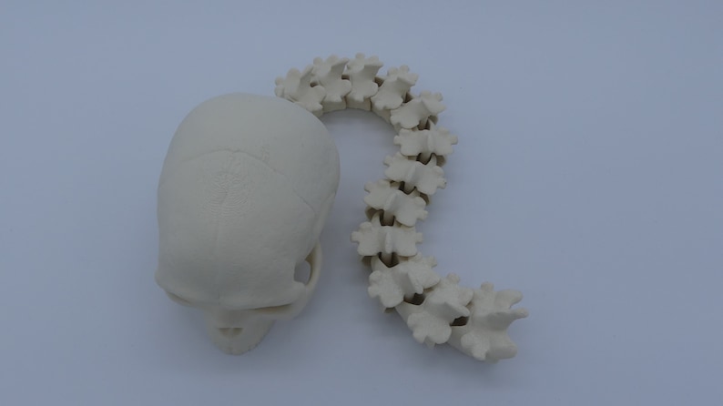 3D Printed Predator Hunting Skull Trophy Articulated. Skull - Etsy