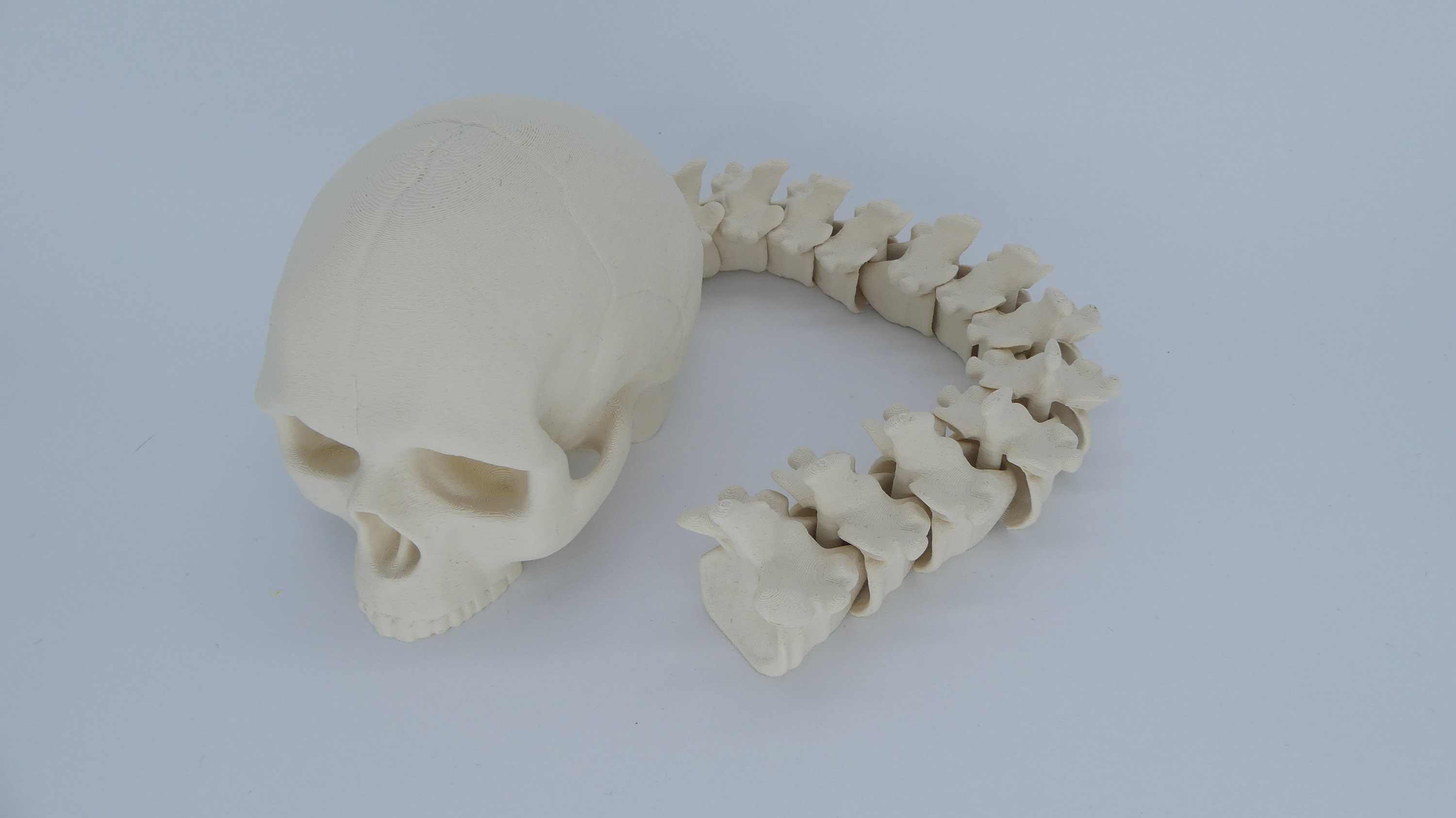 3D Printed Predator Hunting Skull Trophy Articulated. Skull and Spine ...