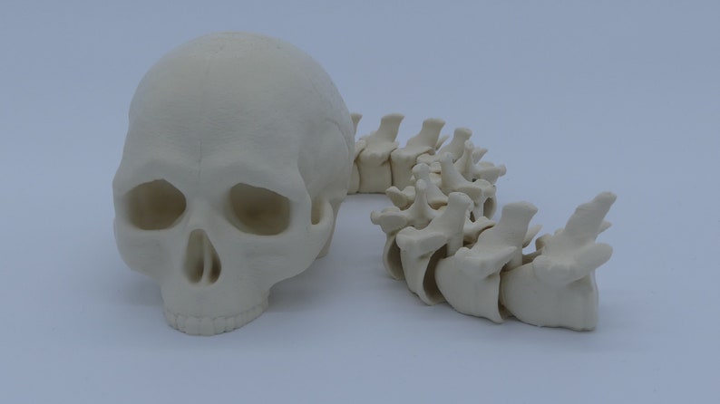 3D Printed Predator Hunting Skull Trophy Articulated. Skull and Spine ...