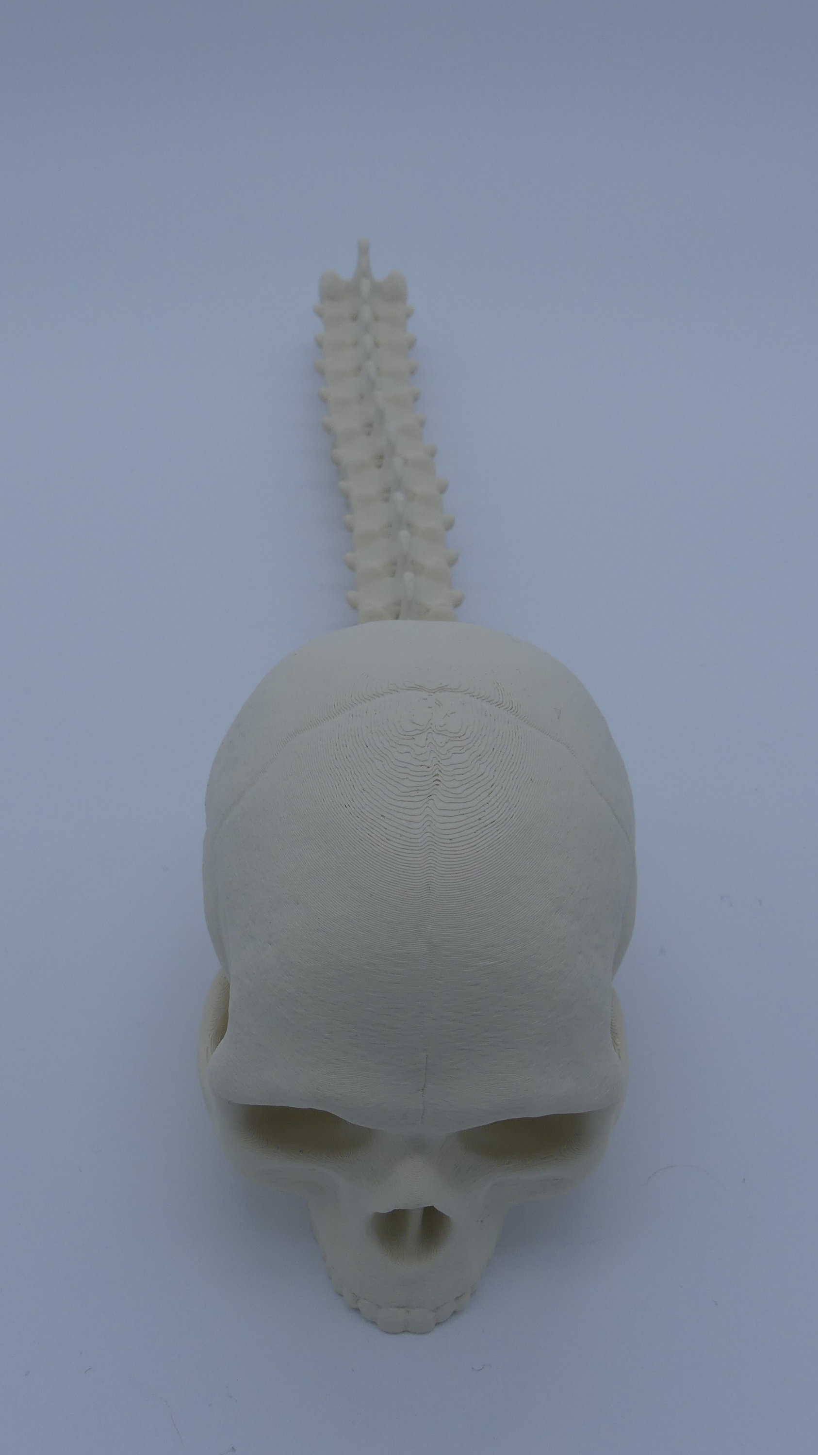 3D Printed Predator Hunting Skull Trophy Articulated. Skull and Spine ...