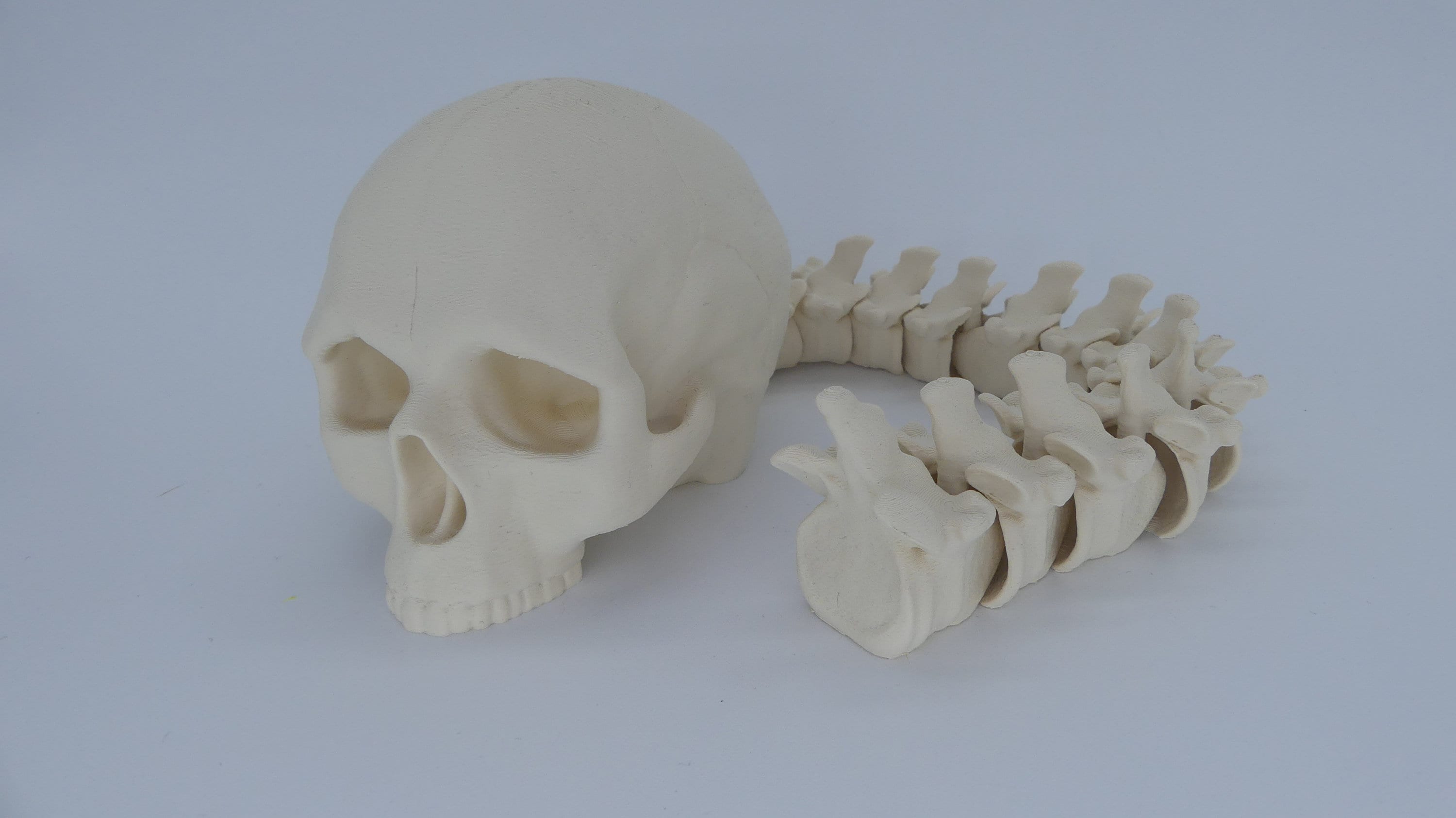 3D Printed Predator Hunting Skull Trophy Articulated. Skull and Spine ...