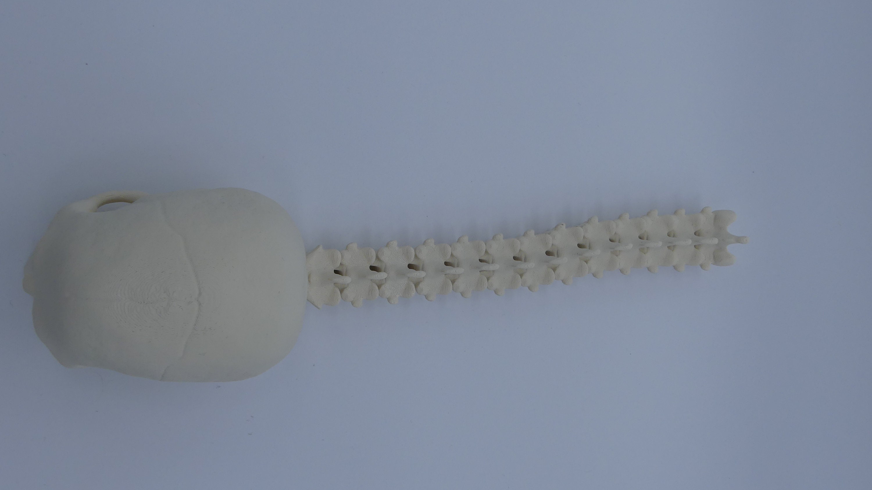 3D Printed Predator Hunting Skull Trophy Articulated. Skull and Spine ...