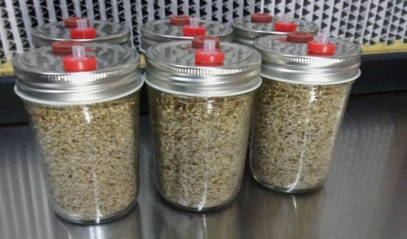 BRF Jars Brown Rice Flour Mushroom Substrate 6 Pack Outdoor & Gardening ...