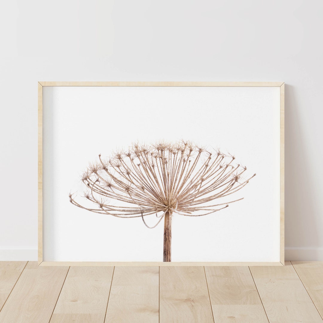 Cow Parsnip Flower Print: Minimalist Farmhouse Decor (digital Download ...
