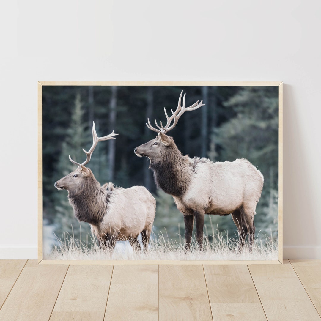 Wild Elk Prints, Elk Wall Art, Deer Prints, Banff National Park, Forest ...