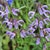 Garlic Chive Broad Leaved Nira, 100 Seeds, Chinese Leek Japanese ...