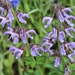 Garlic Chive Broad Leaved Nira, 100 Seeds, Chinese Leek Japanese ...