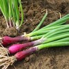 Garlic Chive Broad Leaved Nira, 100 Seeds, Chinese Leek Japanese ...
