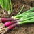 Garlic Chive Broad Leaved Nira, 100 Seeds, Chinese Leek Japanese ...