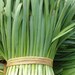Garlic Chive Broad Leaved Nira, 100 Seeds, Chinese Leek Japanese ...