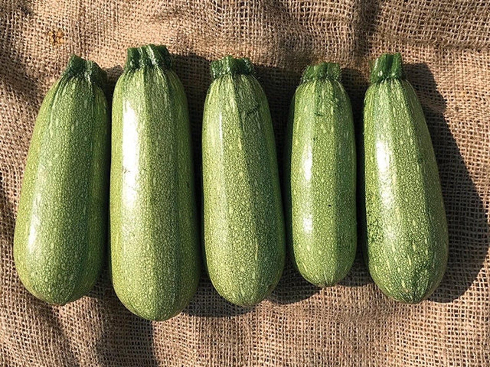 Grey Zucchini 20 Seeds Mexican Zucchini Summer Squash Seeds - Etsy