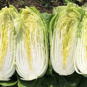 Golden Chinese Cabbage, 200 Seeds, Kogane Napa Golden Gala Microgreens ...