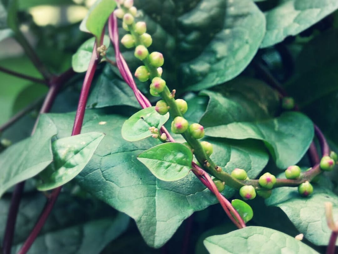 Red Malabar Spinach, 50 Seeds, Red Stem Vietnamese Indian Red Vine ...