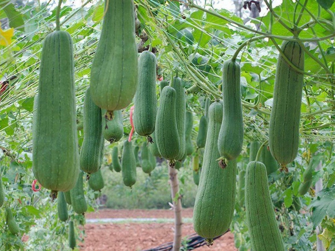 Luffa Sponge Gourd, 20 Seeds, Highly Productive Chinese Vegetable ...
