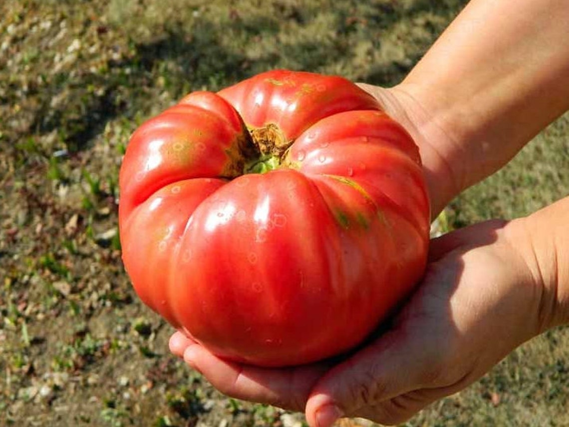 Red Brandywine Tomato 50 Seeds Juicy Red Tomato Seeds Large - Etsy