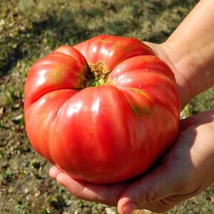 Red Brandywine Tomato, 50 Seeds, Juicy Red Tomato Seeds Large Fruit ...