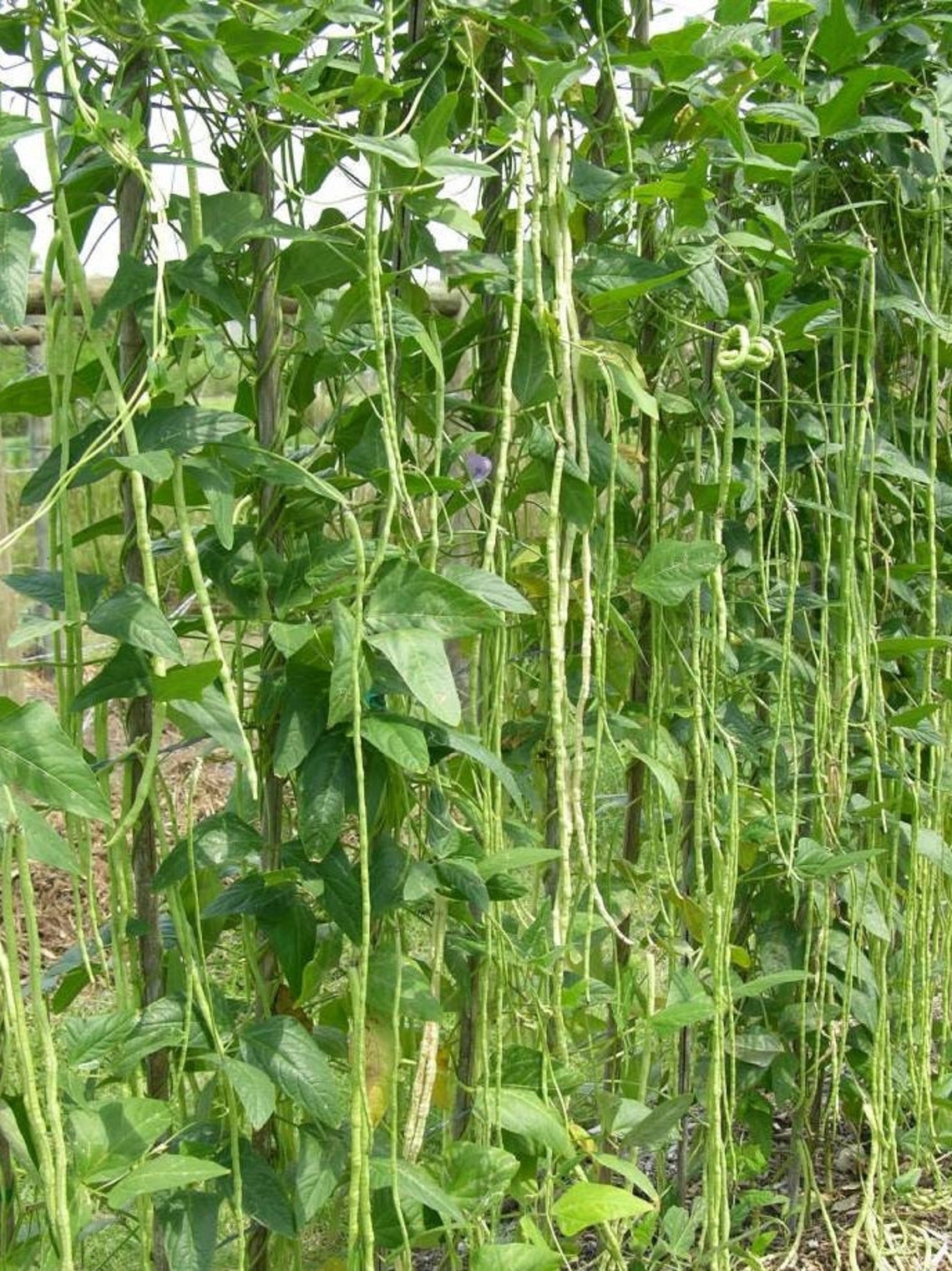 Oriental Yard Long Bean 30 Seeds Pole Bean Green Bean Seeds - Etsy