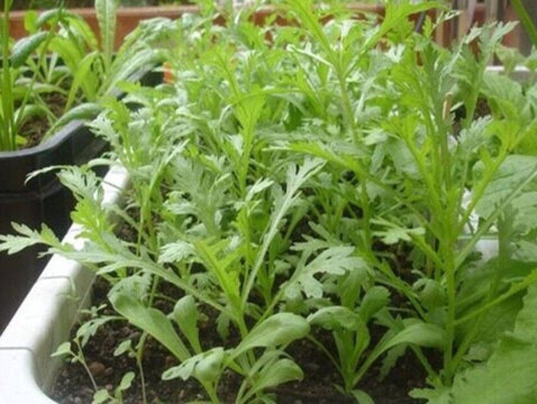 Tong Ho Small Serrated, 200 Seeds, Crown Daisy Garland Chrysanthemum ...