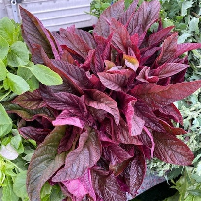 Red Leaf Amaranth 200 Seeds Hu Hsien Red Callaloo Chinese - Etsy
