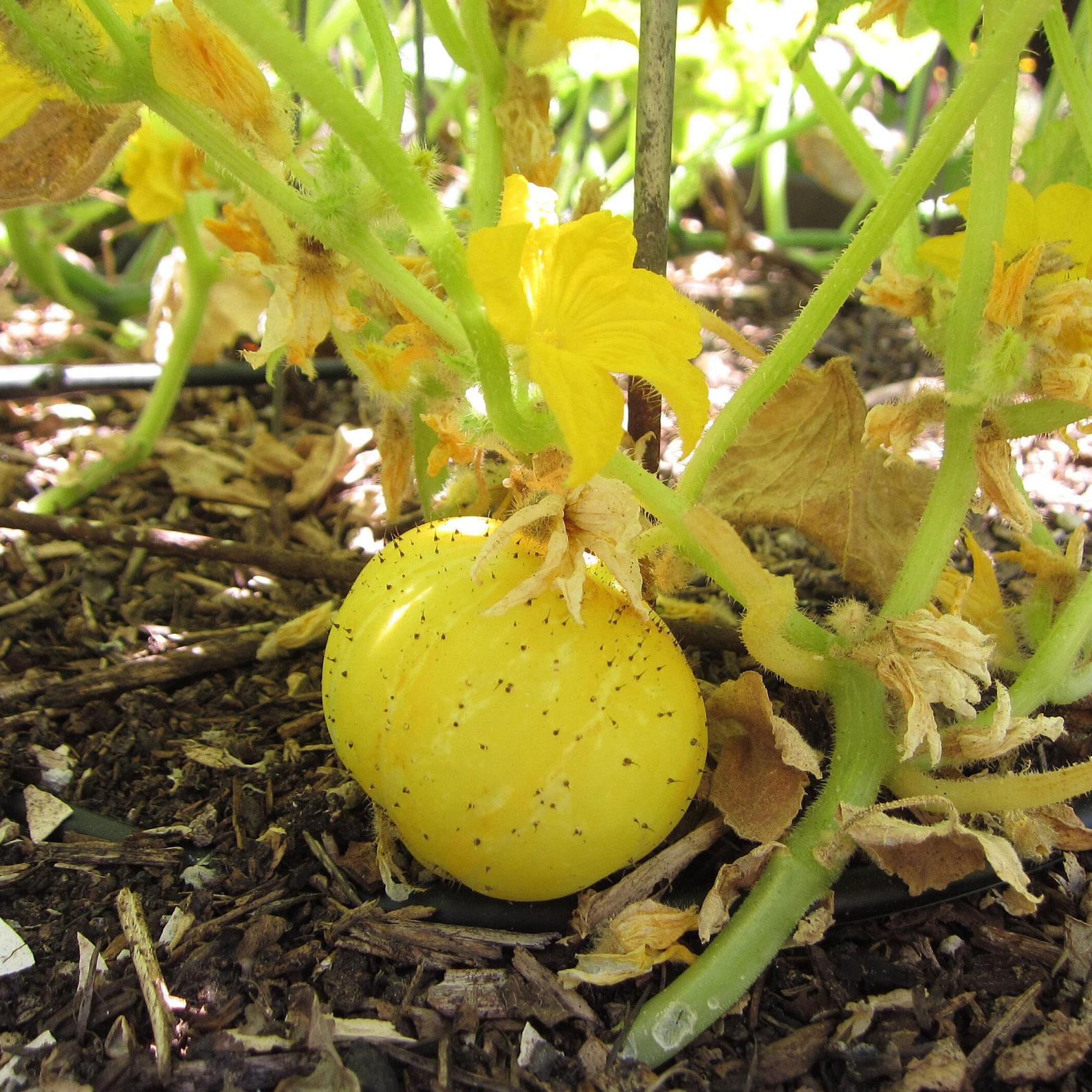 Lemon Cucumber 30 Seeds Round Cucumber Seeds Small Extra - Etsy