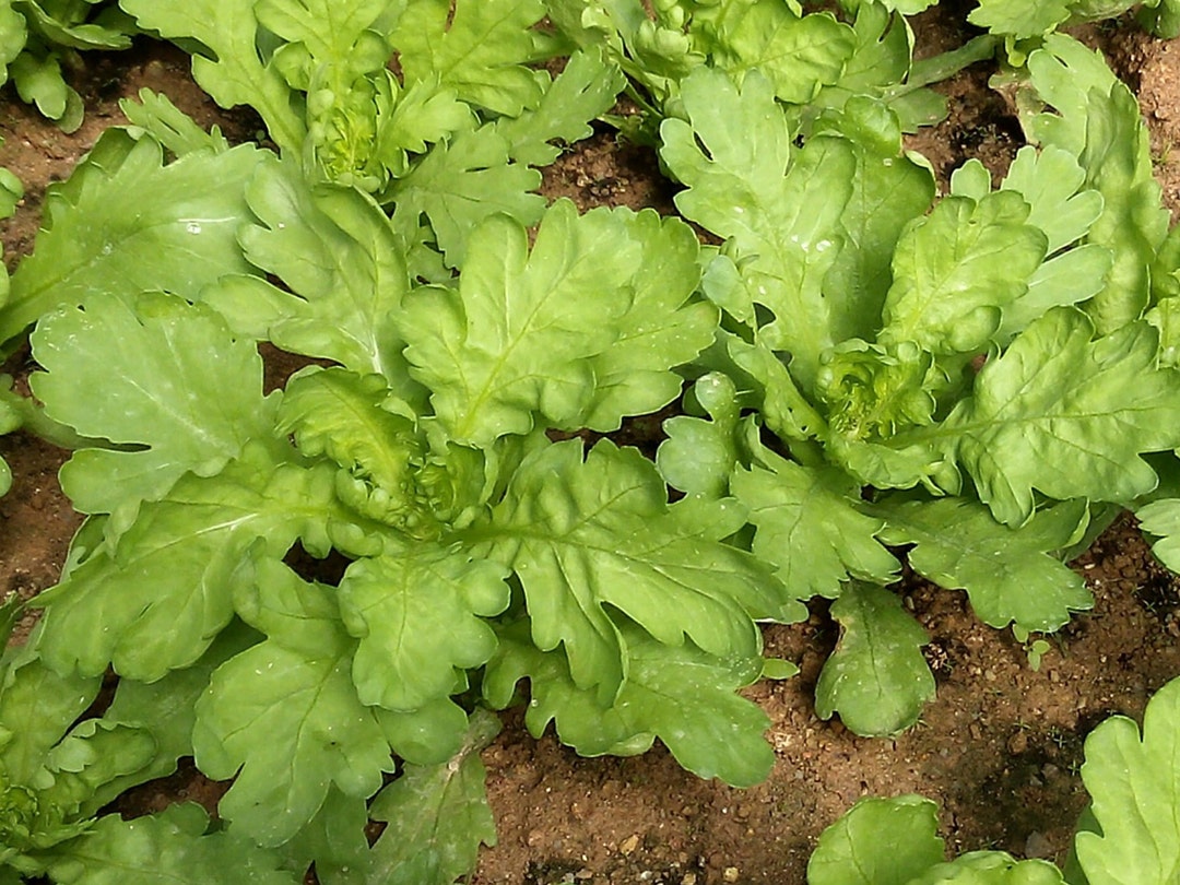 Tong Ho Extra Large Leaf, 100 Seeds, Crown Daisy, Garland Chrysanthemum ...